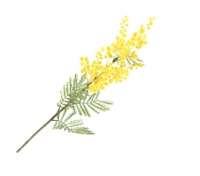 Y12 Composition Week 1 - Elizabeth College